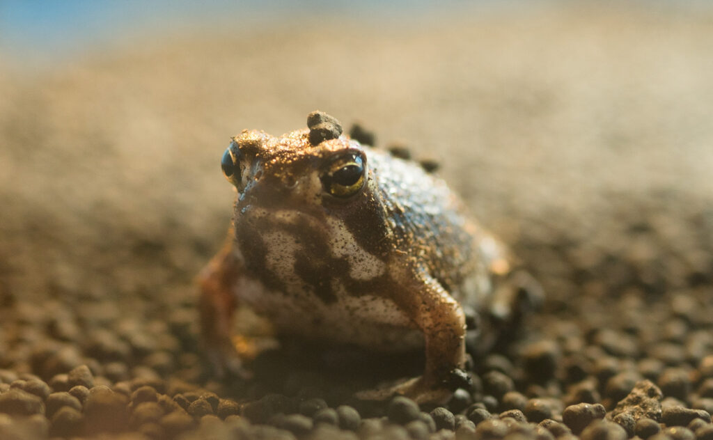 アメフクラガエル | アクアリウム宇宙旅行 UNDER WATER SPACE